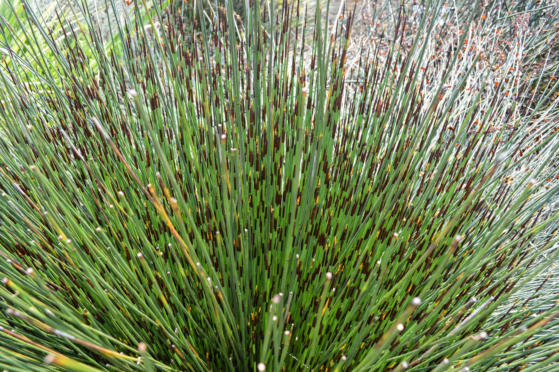 Small Cape Rush – Plant Clearance